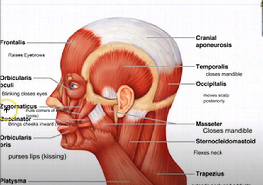 Muscle Of Face And Scalp