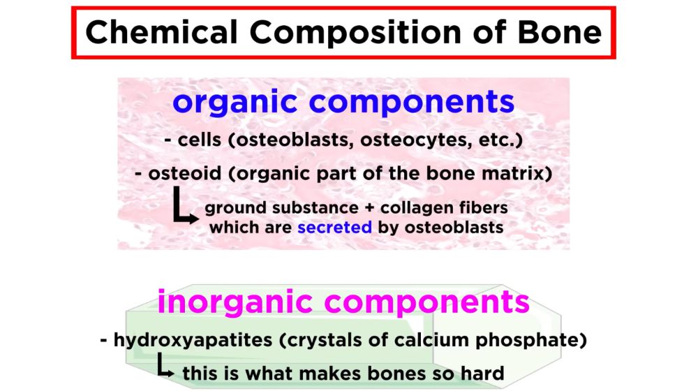 When Ca2+ concentration in the blood becomes lower than normal ...