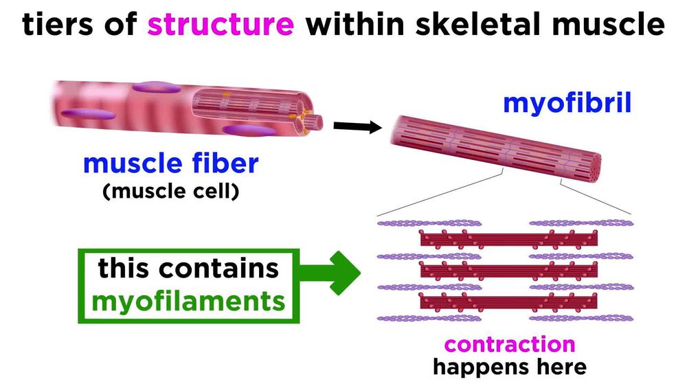 Which of the following is present in muscle cells but absent in m ...