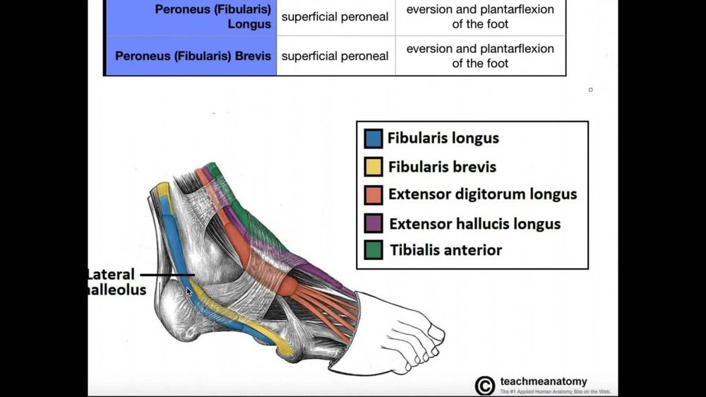 Rotator Cuff Muscles | Origins, Insertions, Innervations, and Act ...