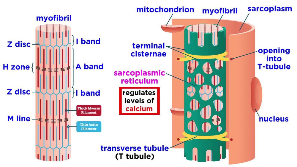 Which of the following allows recoil of the muscle fiber when con ...