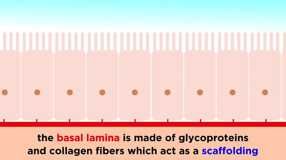 Microscopic appearance of Simple cuboidal epithelium | Pearson+ Channels
