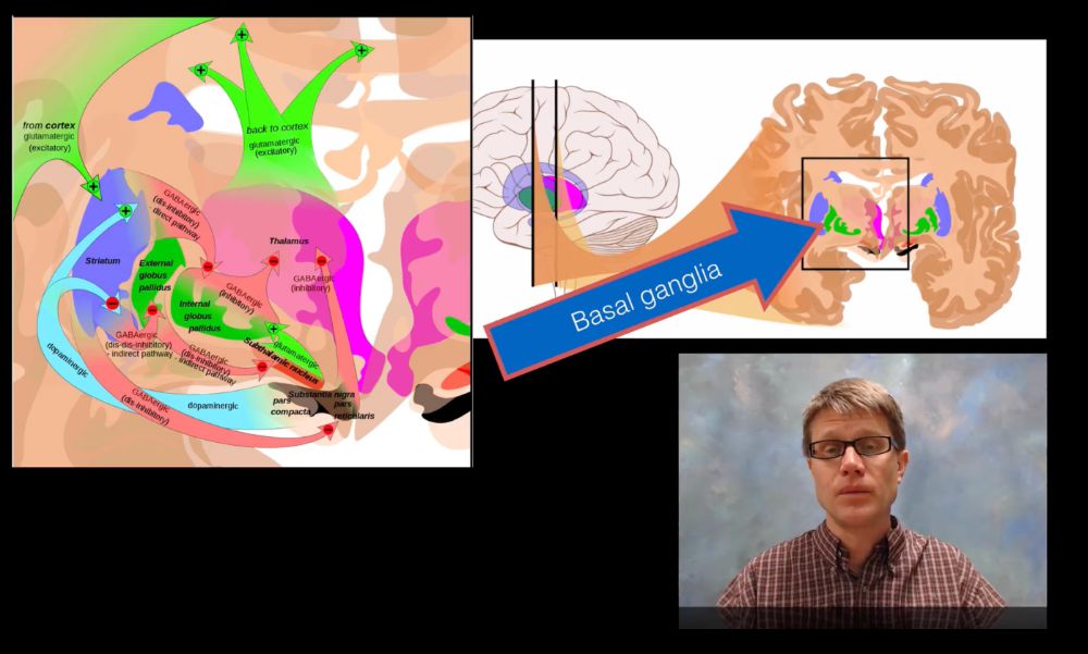 Basal Ganglia | Pearson+ Channels