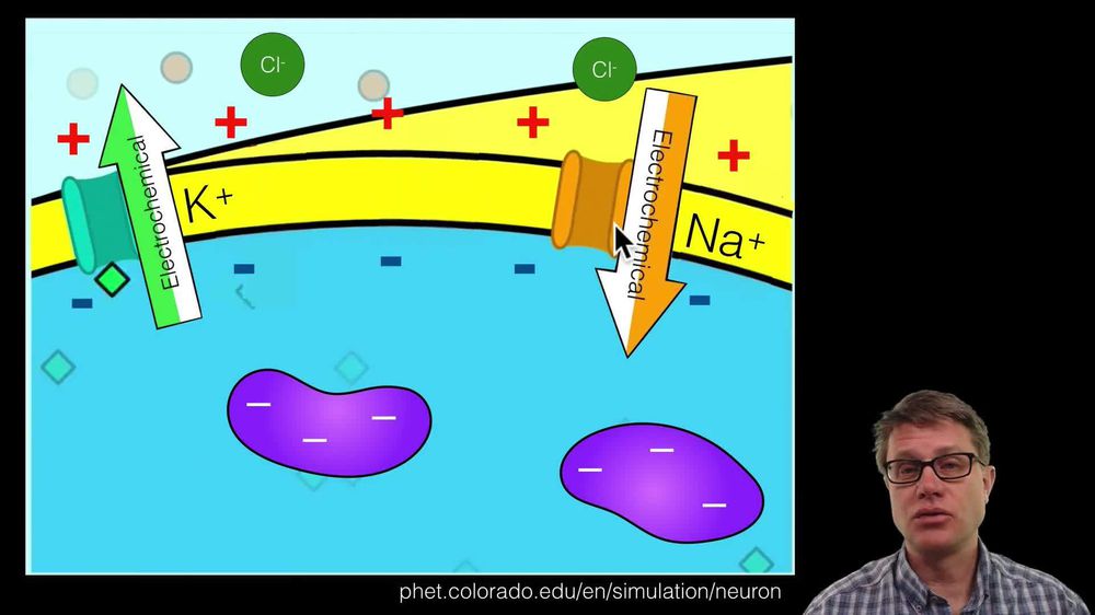 Graded Potentials and Action Potentials | Pearson+ Channels