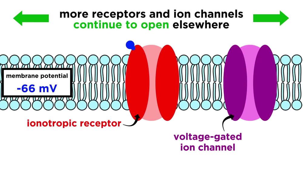 Resting Membrane Potential | Pearson+ Channels