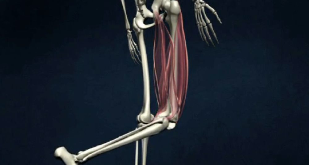 Movement at the knee joint | Pearson+ Channels