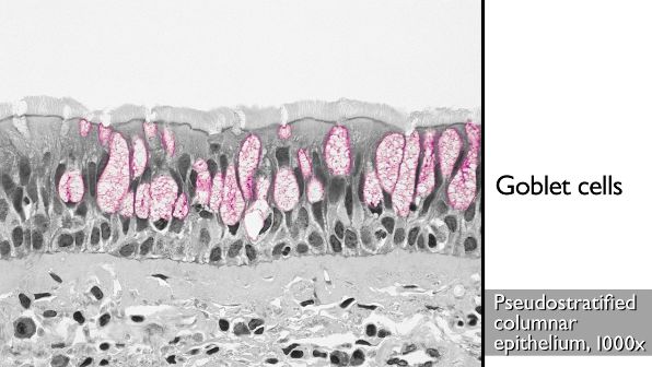 Microscopic appearance of Simple cuboidal epithelium | Pearson+ Channels