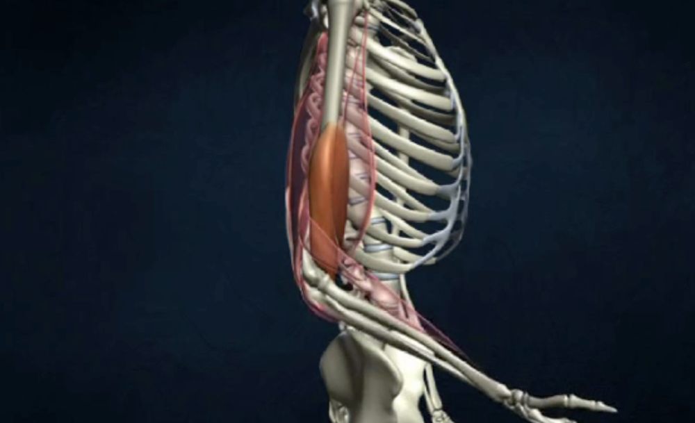 Anatomy of Temporomandibular joint ( TMJ ) Head and Neck | Pearson+ ...