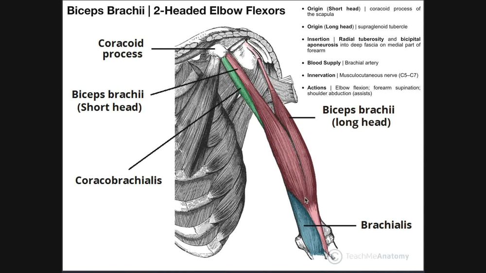 Rotator Cuff Muscles | Origins, Insertions, Innervations, and Act ...
