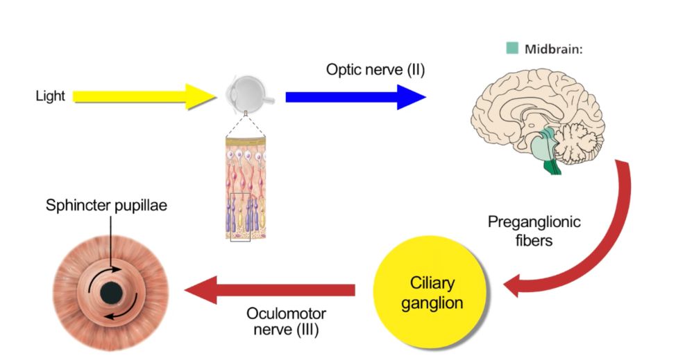 Initiating Pupillary Reflexes | Pearson+ Channels