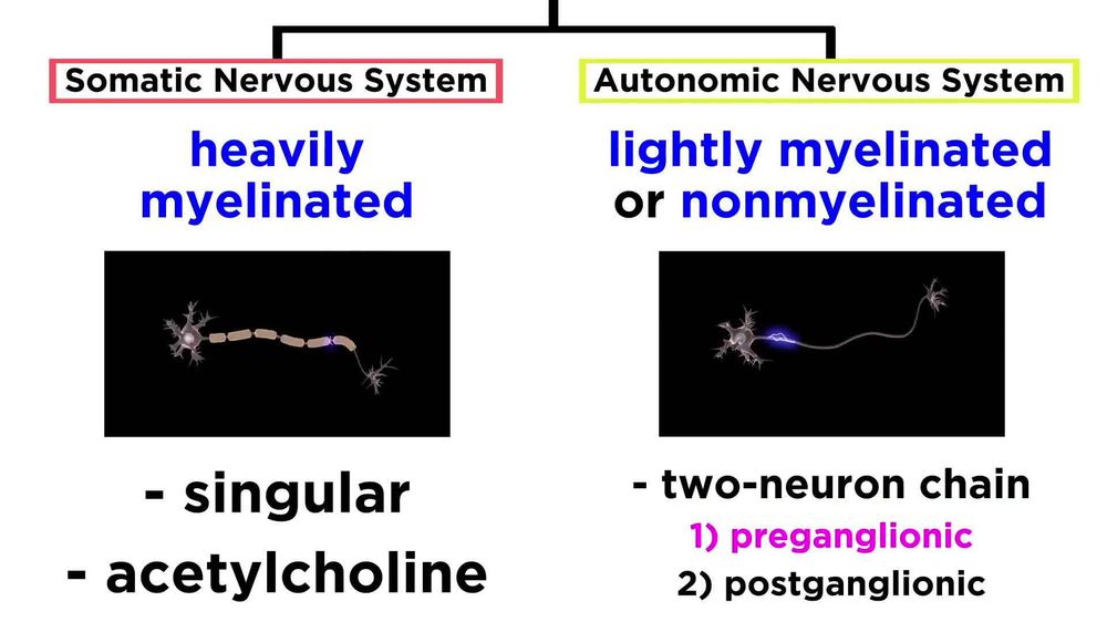 Sympathetic versus Parasympathetic Nervous System | Nervous Syste ...
