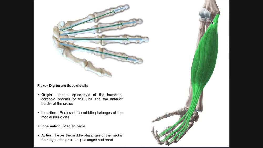 Rotator Cuff Muscles | Origins, Insertions, Innervations, and Act ...