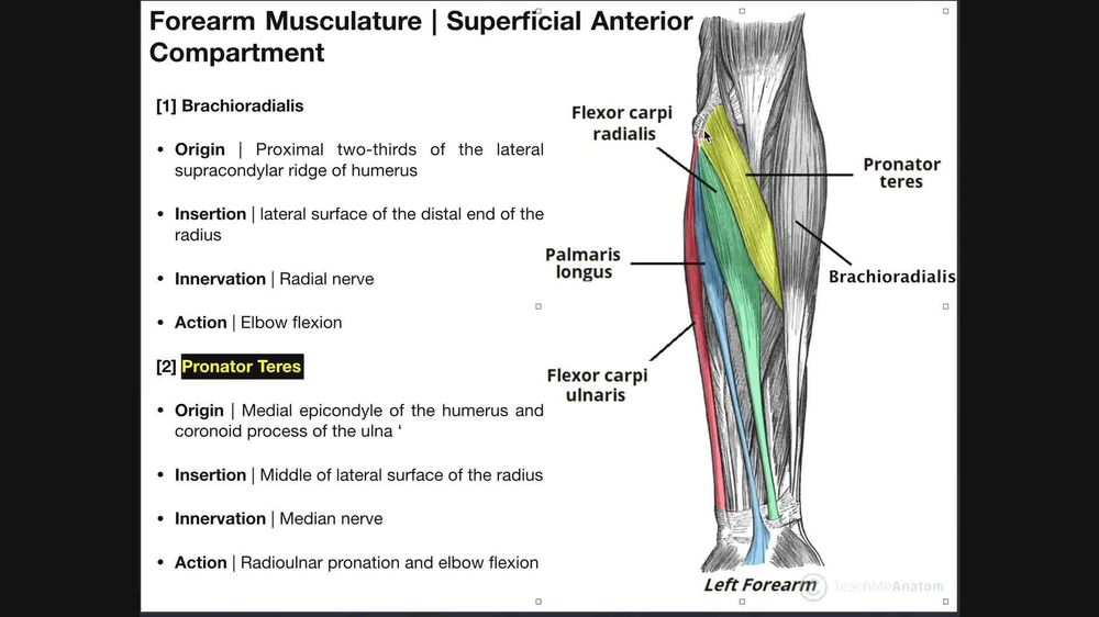 The attachment site of a muscle's tendon to the more-movable bone ...