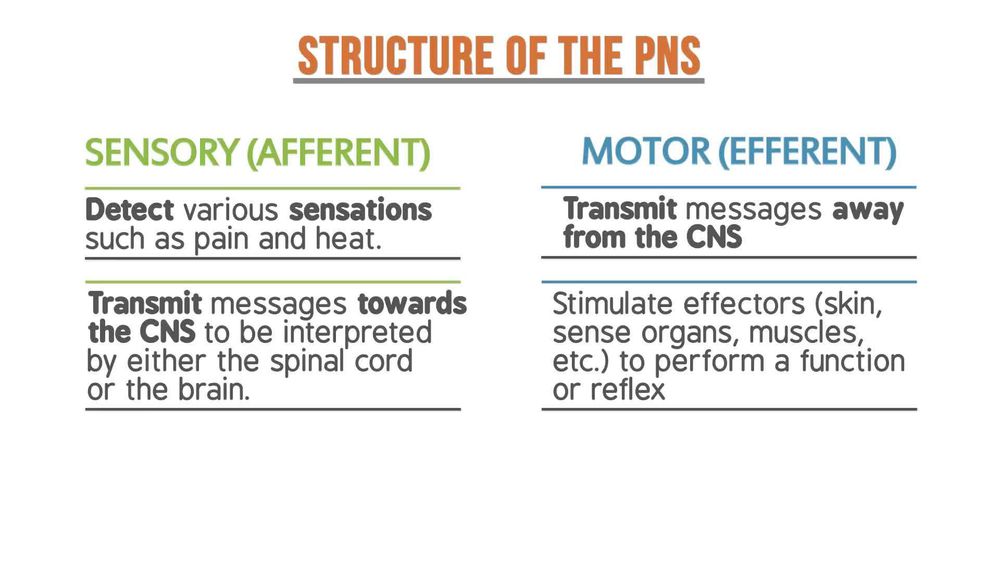 Peripheral Nervous System | Pearson+ Channels