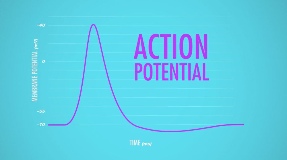 Graded Potentials and Action Potentials | Pearson+ Channels