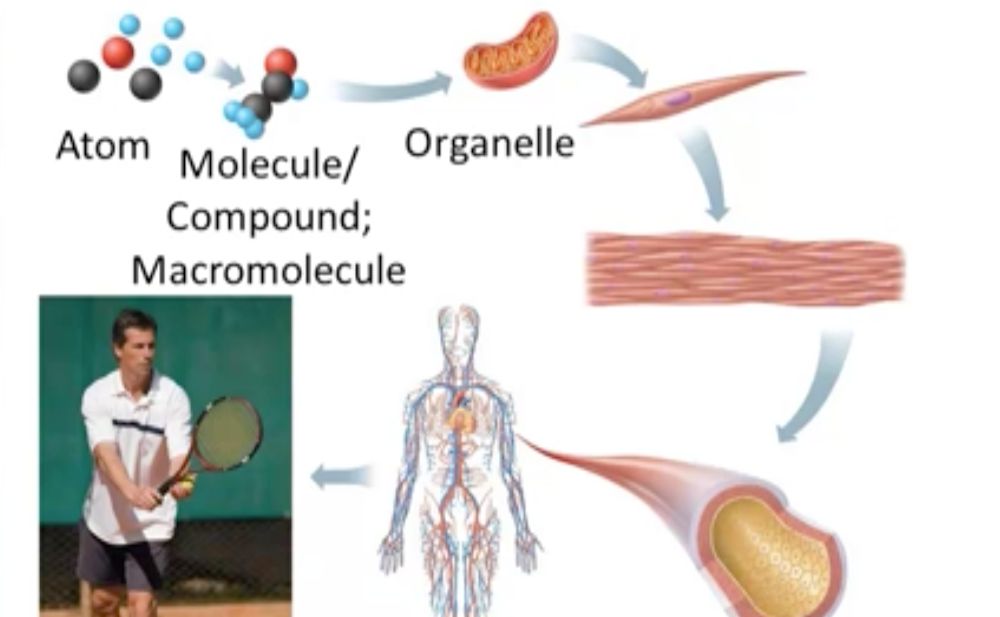 Anatomy & Physiology Video Tutorial & Practice | Pearson+ Channels
