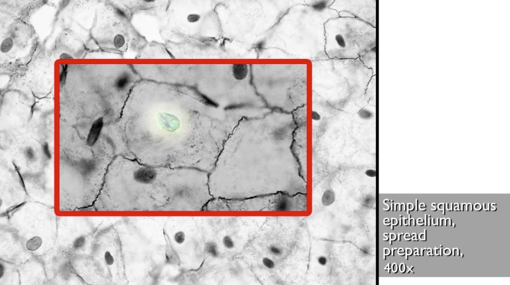 Simple Squamous Epithelial Tissue Under Microscope