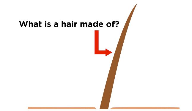 Structure Of Hair Follicle - Hair Color - How Does Hair Growth Wo ...