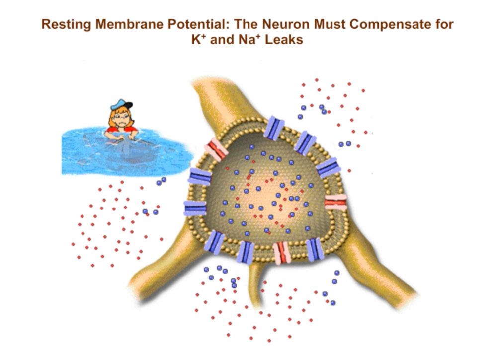 Resting Membrane Potential | Pearson+ Channels