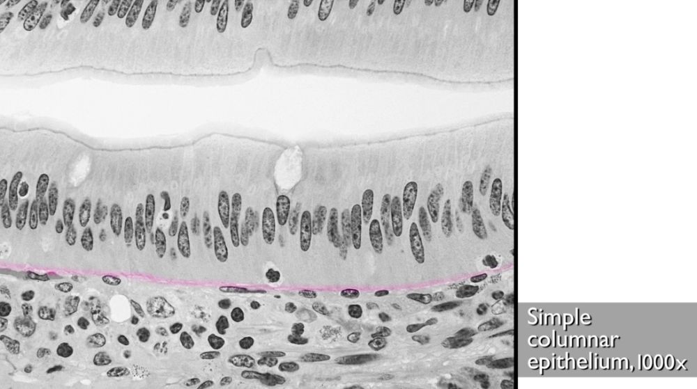 Microscopic appearance of Simple cuboidal epithelium | Pearson+ Channels