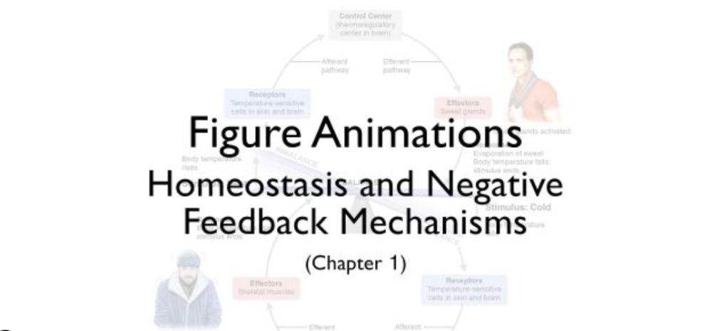 Homeostasis and Negative Feedback Mechanisms | Pearson+ Channels