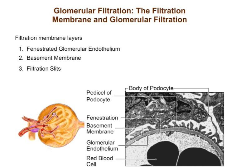 Glomerular Basement Membrane Layers