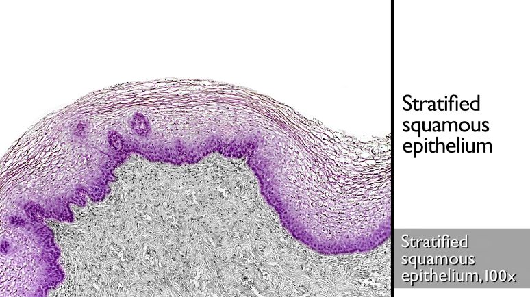 Microscopic appearance of Simple cuboidal epithelium | Pearson+ Channels