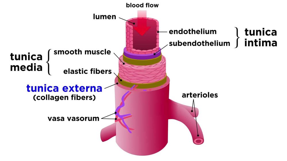The presence of __________ stabilizes the wall of capillaries ...