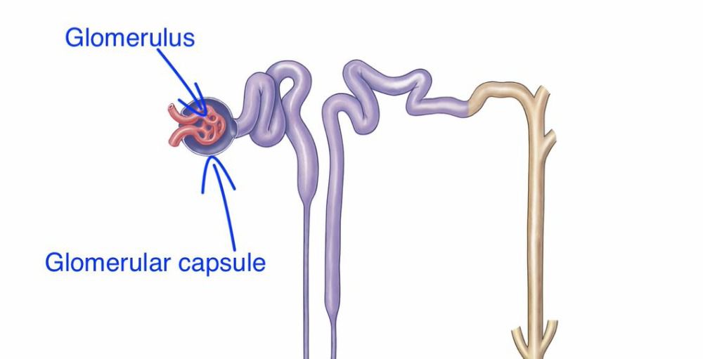 Structure of the Nephron | Pearson+ Channels