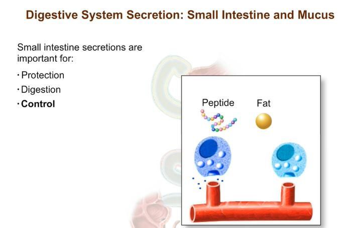 Gallbladder - Definition, Function & Location | Pearson+ Channels