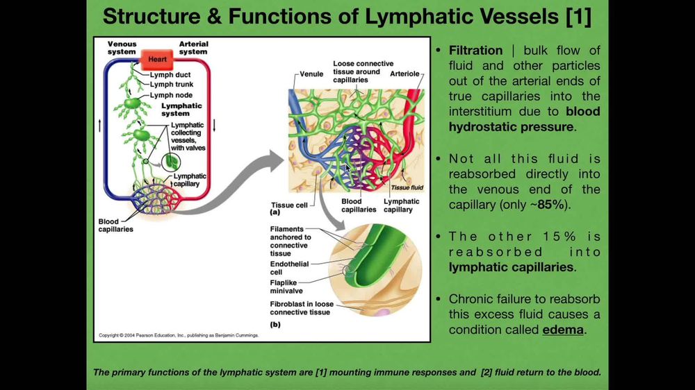 How are collecting lymphatic vessels different from veins? | Pearson+ ...