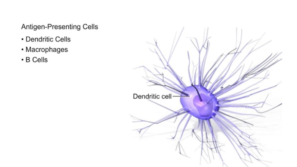 Which cells stimulate both arms of the immune response? | Pearson+ Channels