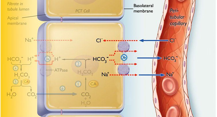 Figure Animation Renal Regulation of of pH Balance | Pearson+ Channels