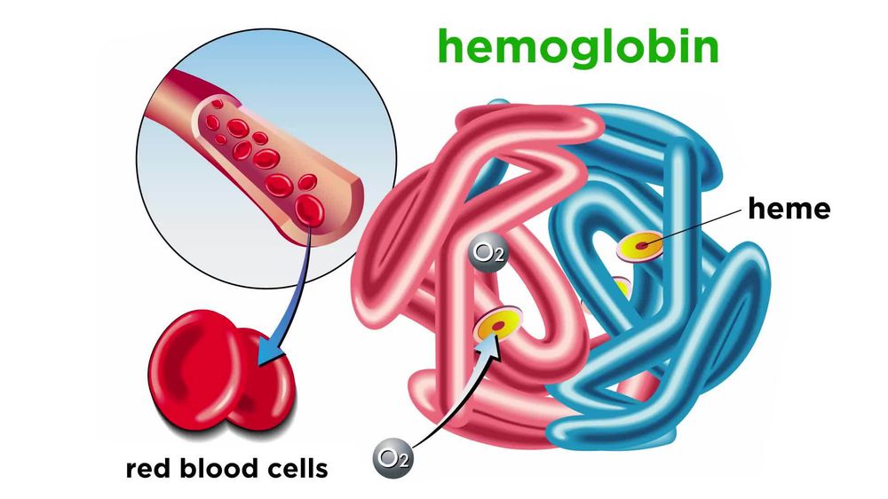 The migration of white blood cells out of the capillary blood ves ...