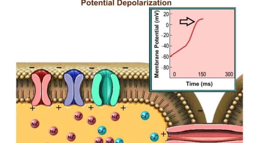 Action Potentials in Autorhythmic Cells | Pearson+ Channels
