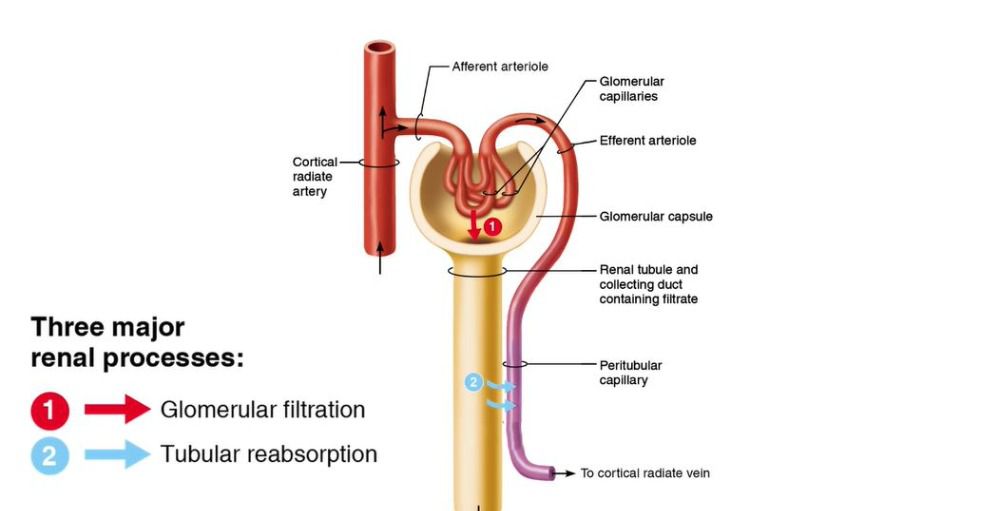 Formation of Urine - Nephron Function, Animation | Pearson+ Channels