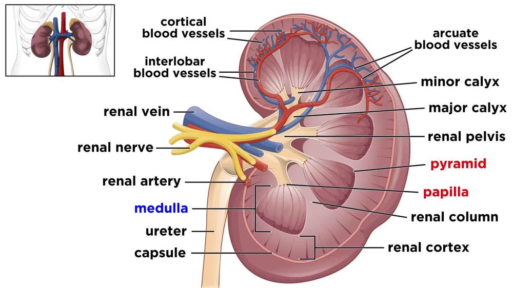 Structure of the Nephron | Pearson+ Channels