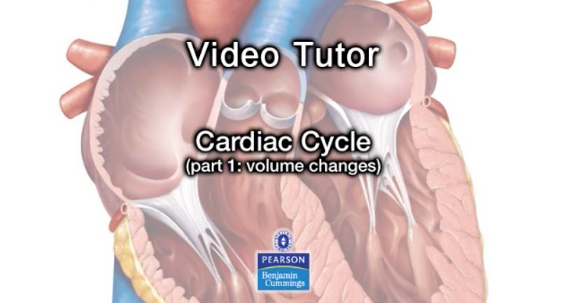 Cardiac Cycle : volume changes | Pearson+ Channels