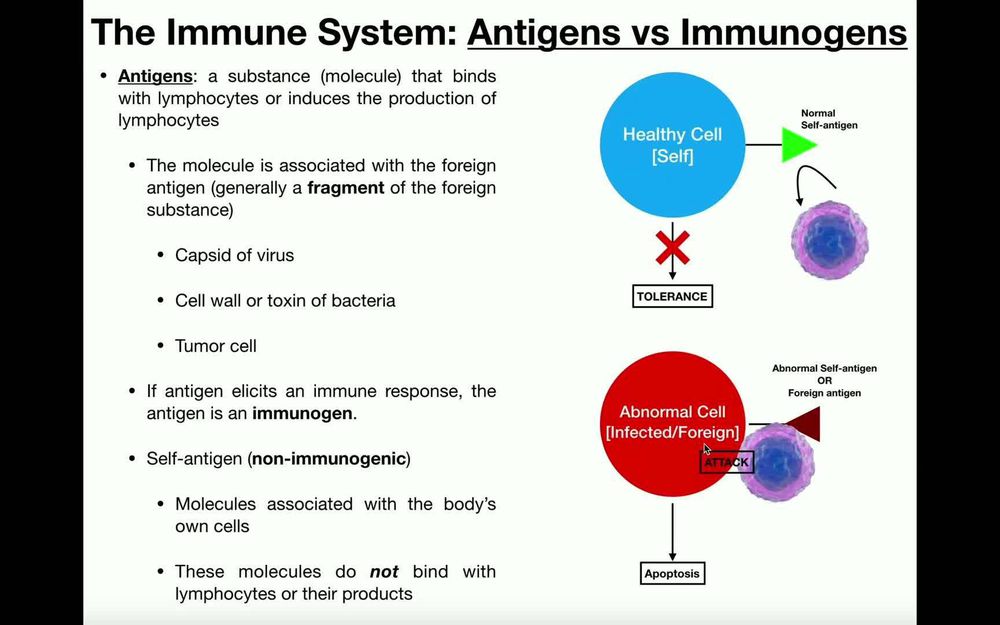 Lymphocytes that develop immunocompetence in the thymus are ...