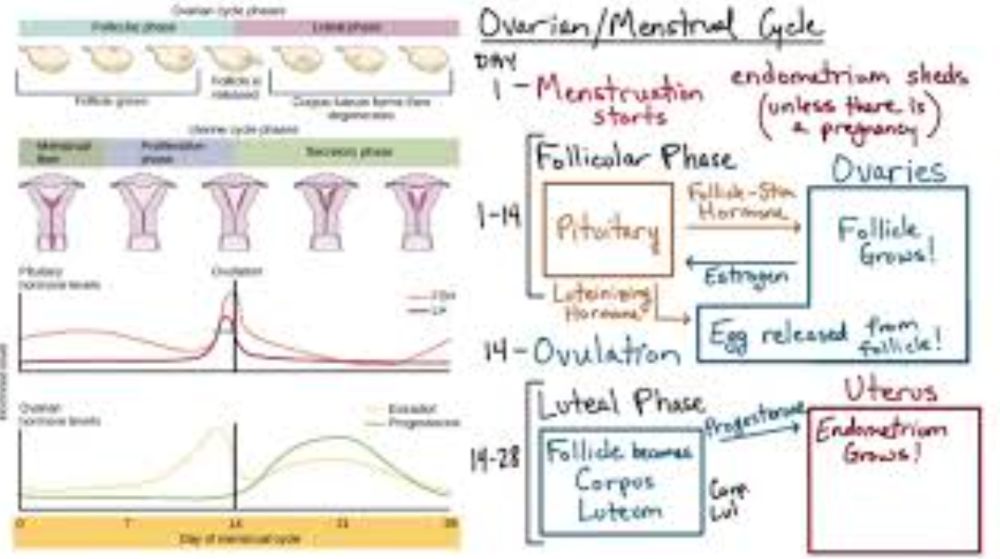 Ovarian Cycle Flow Chart