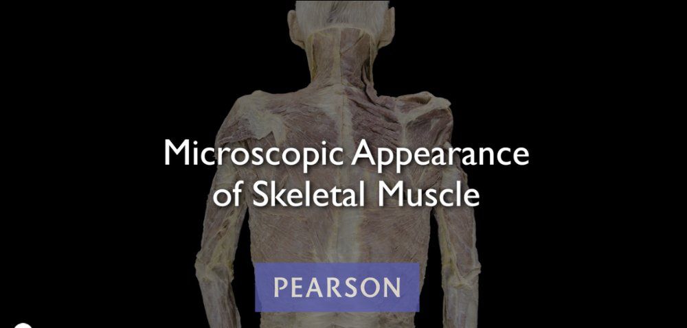 Cardiac Muscle Tissue Anatomy & Physiology Review Lecture | Pearson+ ...