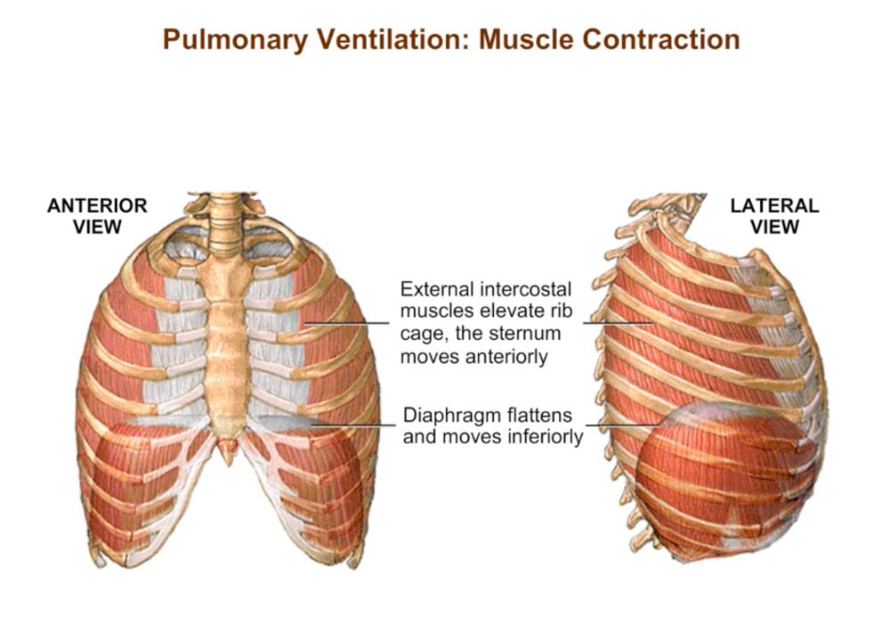 IP: Pulmonary Ventilation | Pearson+ Channels