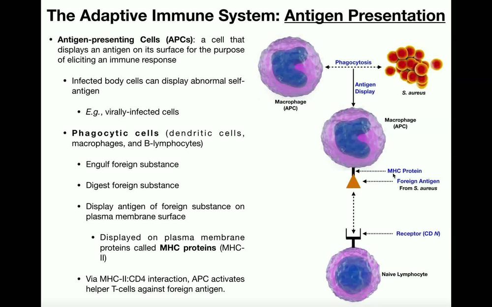 Antigen-Presenting Cells (Macrophages, Dendritic Cells and B-Cell ...