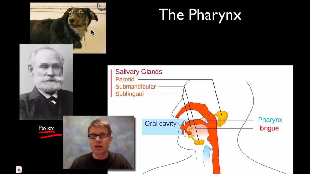 What Is The Digestive System - How The Digestive System Works - D ...