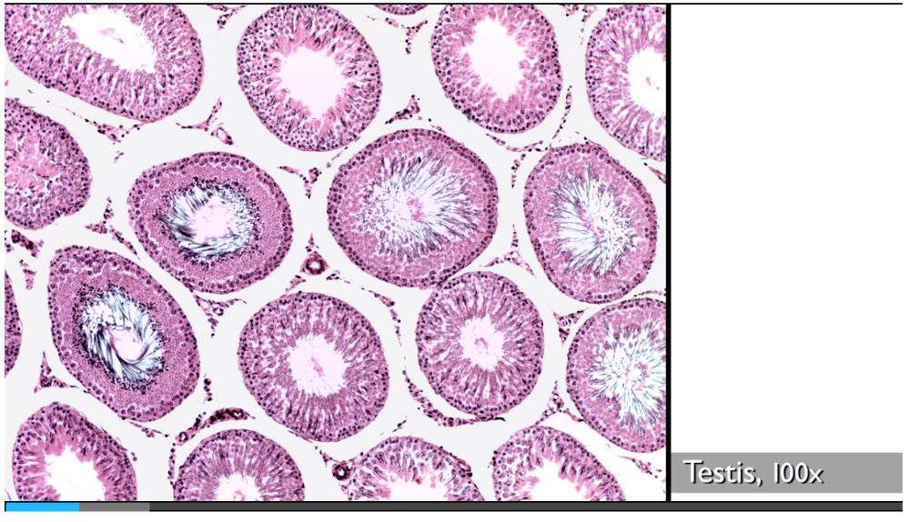 Male Reproductive System | Pearson+ Channels