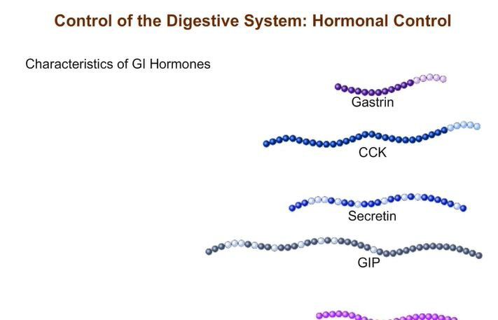 Phases of Digestion – Gastrointestinal System | Lecturio | Pearson+ ...