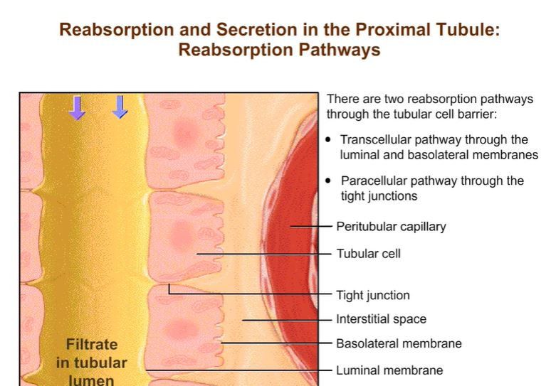 Proximal Convoluted Tubule | Pearson+ Channels