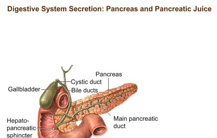 In order to prevent self-digestion of the pancreas, activation of ...