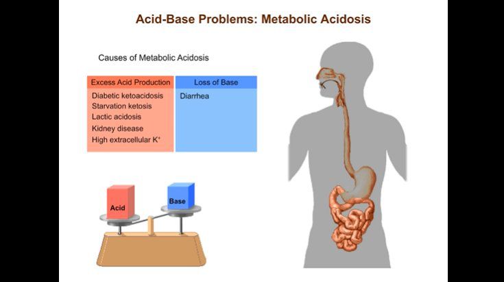 Acid Base Balance: Respiratory Regulation | Pearson+ Channels