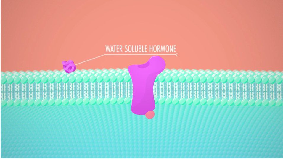 The Endocrine System, Overview, Animation | Pearson+ Channels